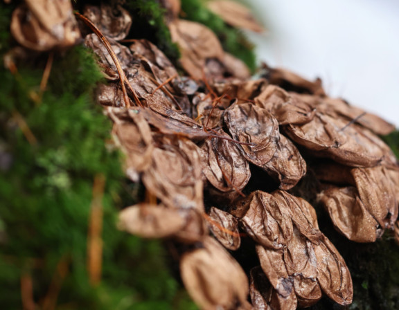Foresta - Ammattilaisen metsäjärjestelmä | Sitowise